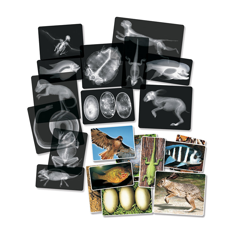 ANIMAL X-RAYS – McGregor's Teacher Supplies